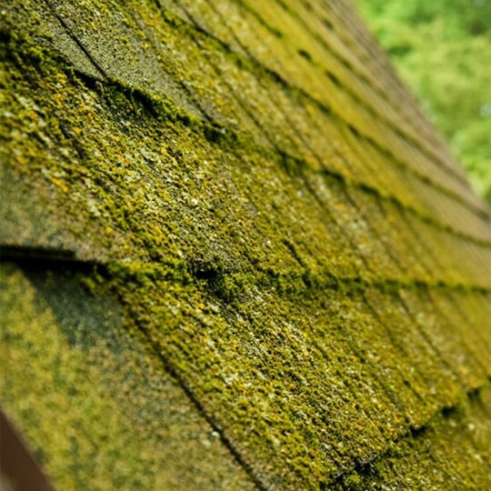 green algae on flat roof